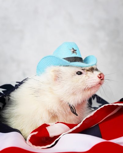 Little ferret in a cowboy hat on the USA flag background | Smart ...